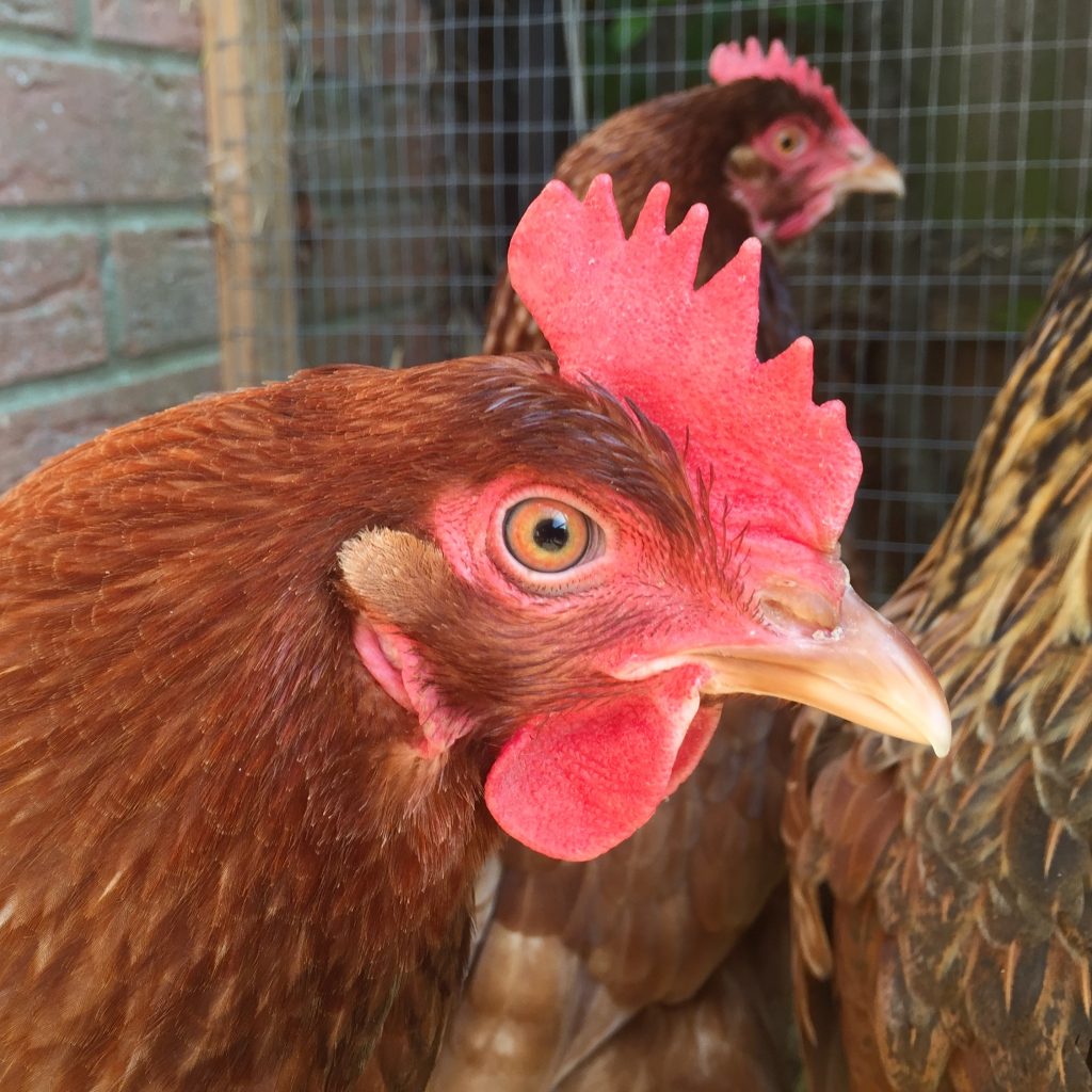 Princess Layer - Leighton Buzzard Chickens